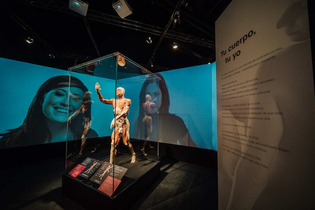 'Body Worlds': la anatomía humana como nunca la habías visto