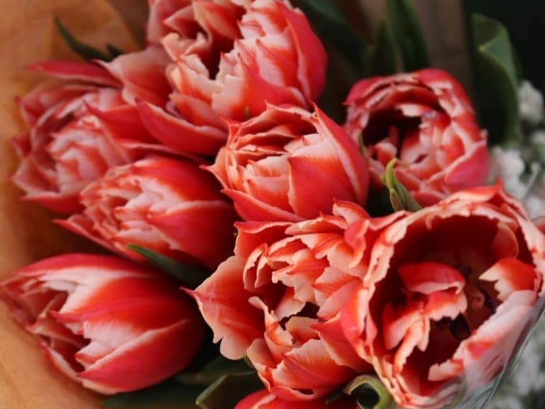 12 florists in Madrid to find the perfect flower arrangement