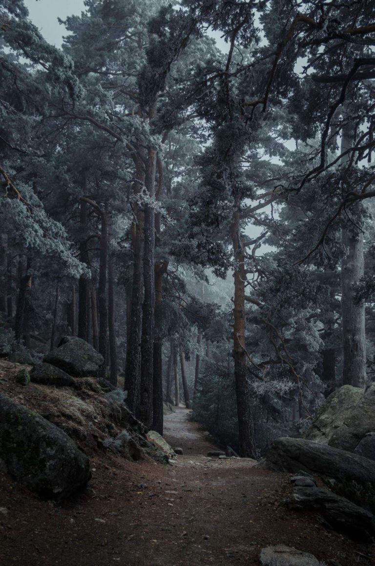 Puerto de Navacerrada: 4 rutas para conocer la sierra del Guadarrama