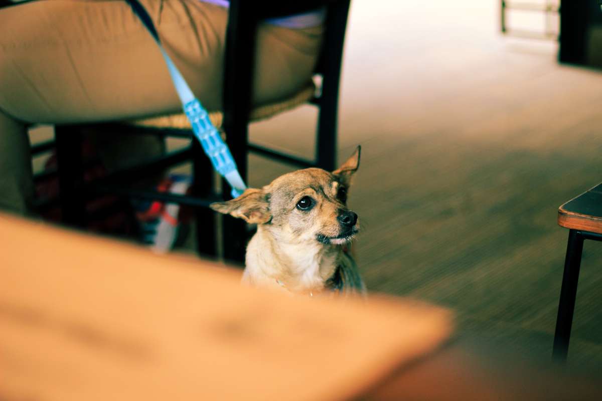 Dog Friendly Restaurants In Madrid For Great Dining