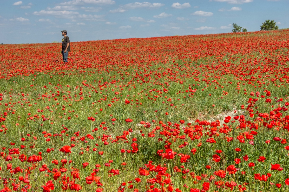 Floral Calendar: Where And When To See Flowers In Madrid
