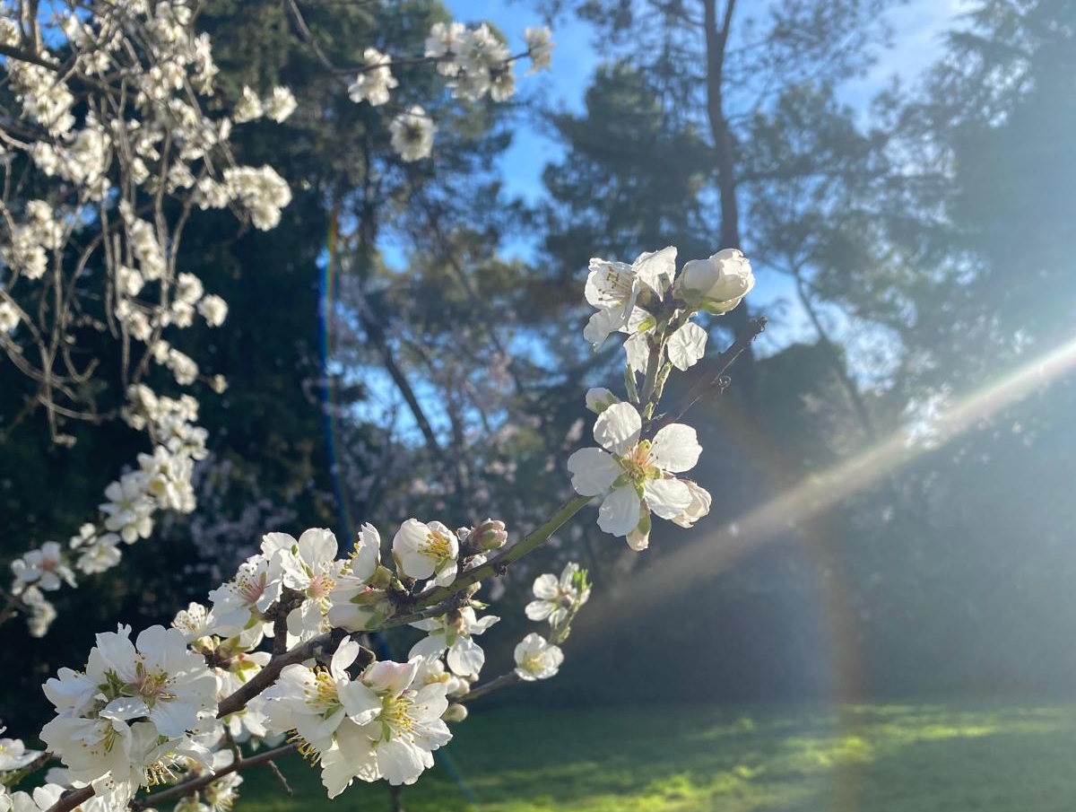 Les amandiers en fleurs envahissent Madrid : les meilleurs endroits ...