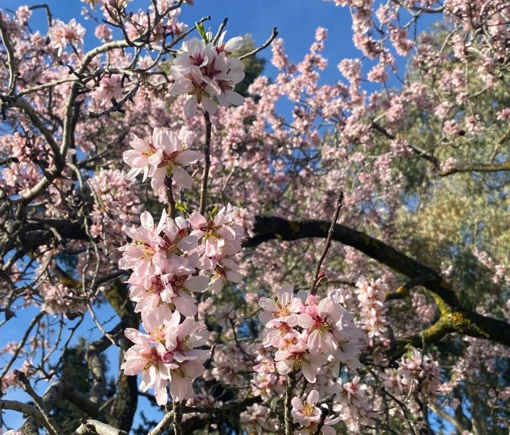 Almond trees in bloom invade Madrid: the best places to see them this ...