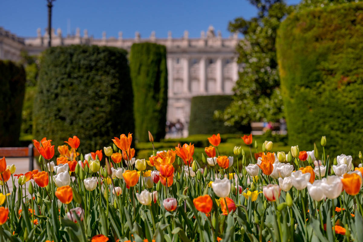 Where and when to visit the new tulip garden in Madrid