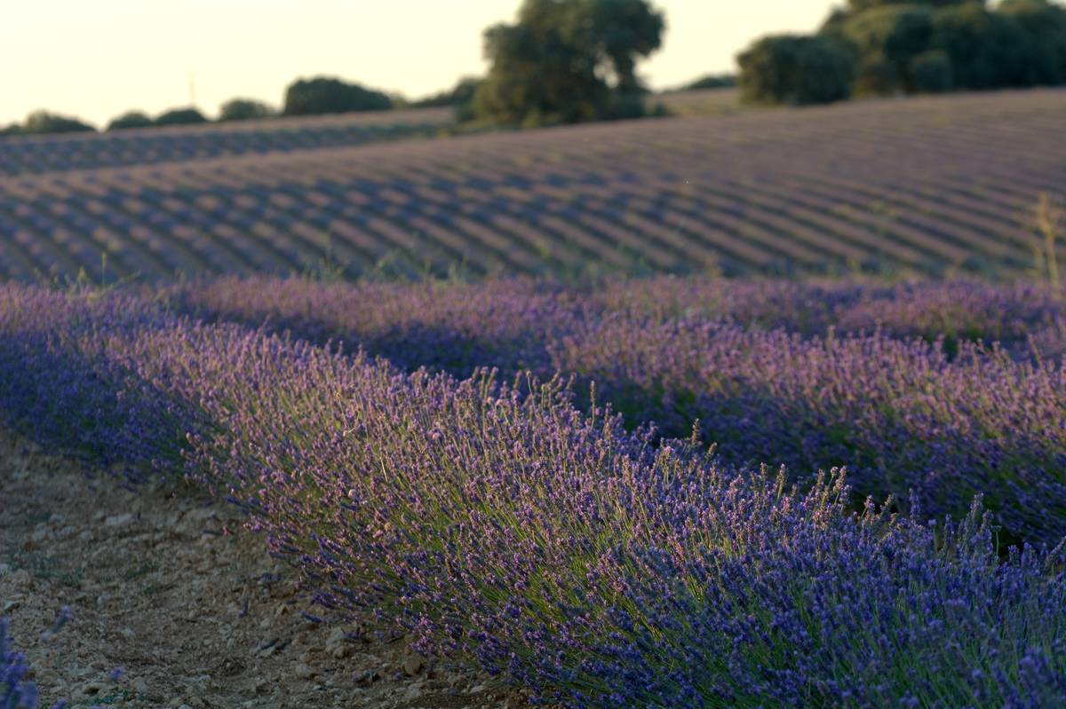 A solo un’ora da Madrid, i campi di lavanda della Provenza spagnola ...