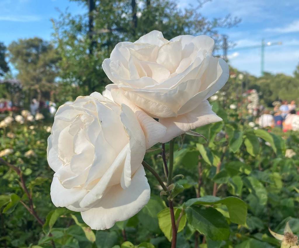 Jardins de rosas em Madrid: onde ver uma festa de rosas na capital de ...