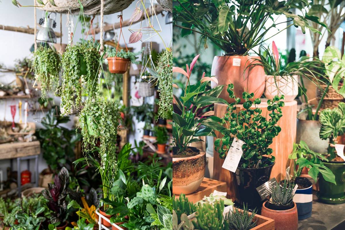 Small plants for less than 1€ and big plants from 20€: the famous plant ...