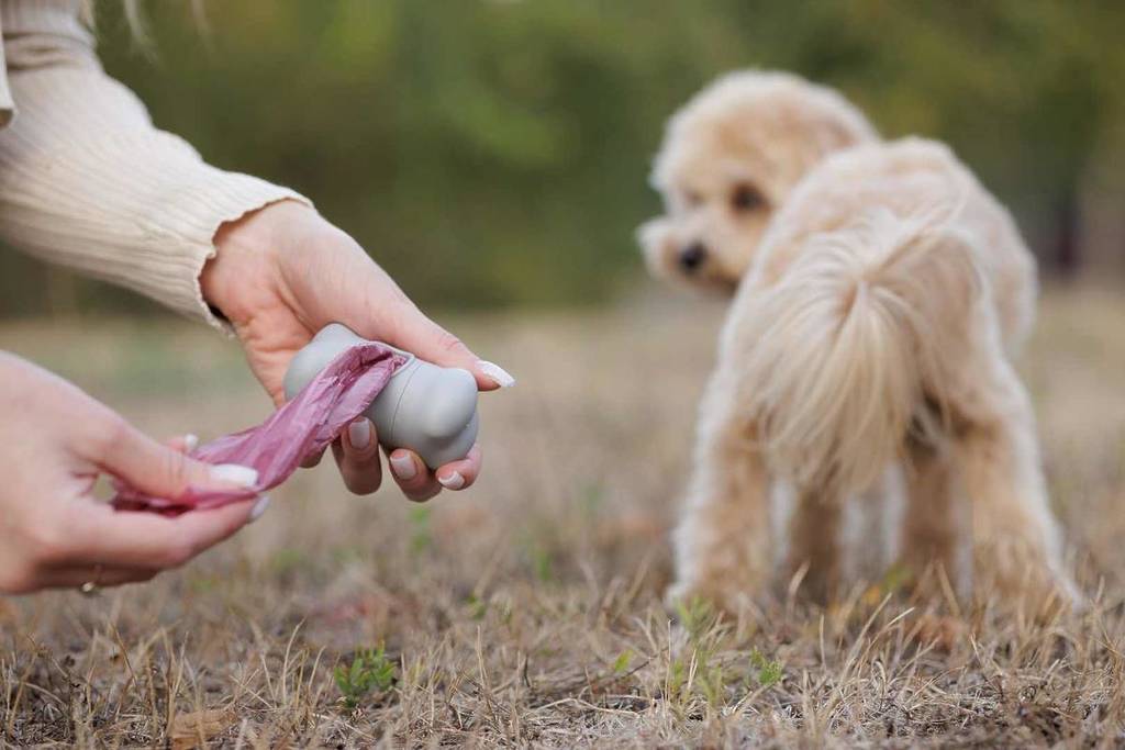 No more excuses: this municipality in Madrid now fines those who do not ...