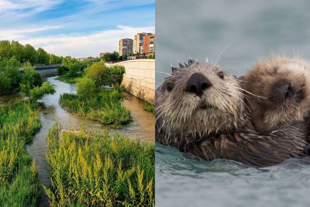 Der Otter taucht nach den letzten Hochwassern wieder im Manzanares auf ...