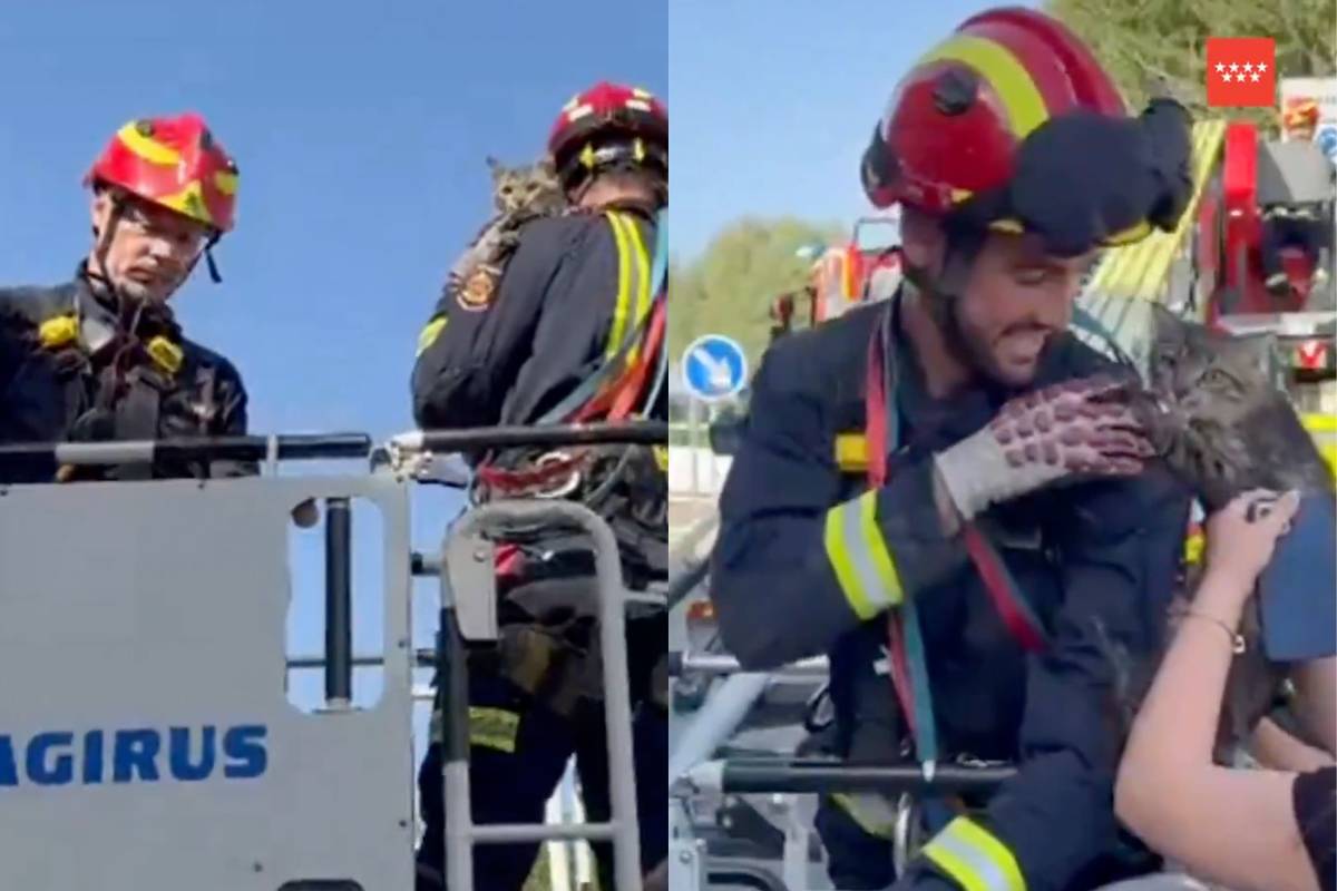 "It's clinging to me and won't let go": Madrid firefighters rescue a ...
