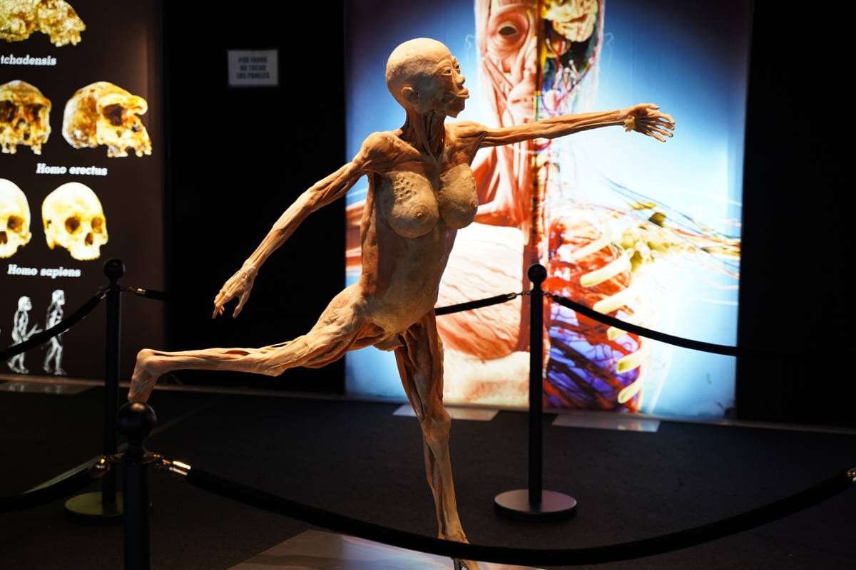 'Bodies Evolution' ya en Málaga: información y entradas