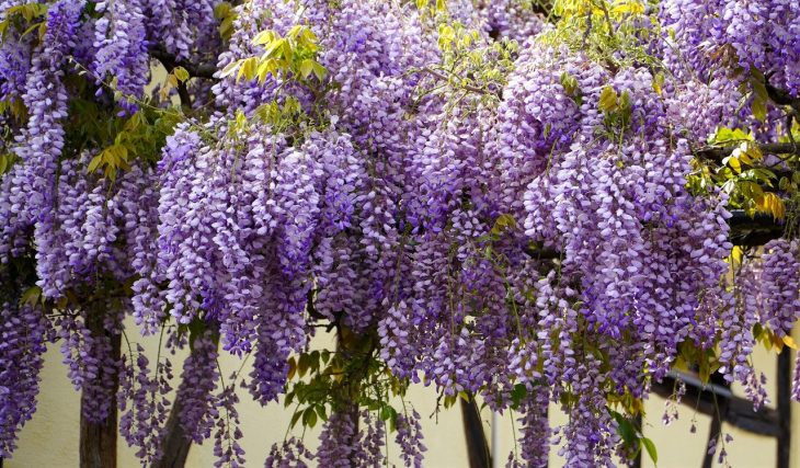Glicini in fiore a Milano: 10 luoghi da scoprire