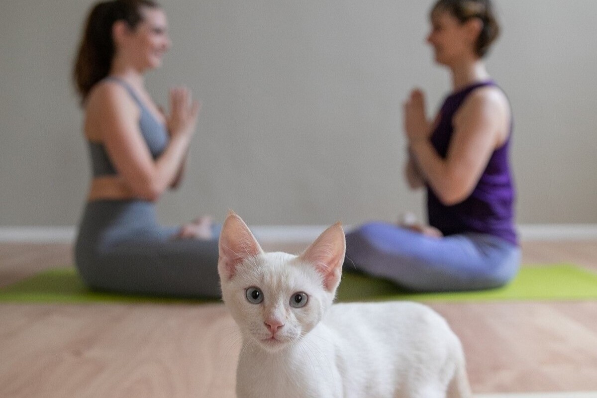 Milan's first center where you can practice yoga with cats