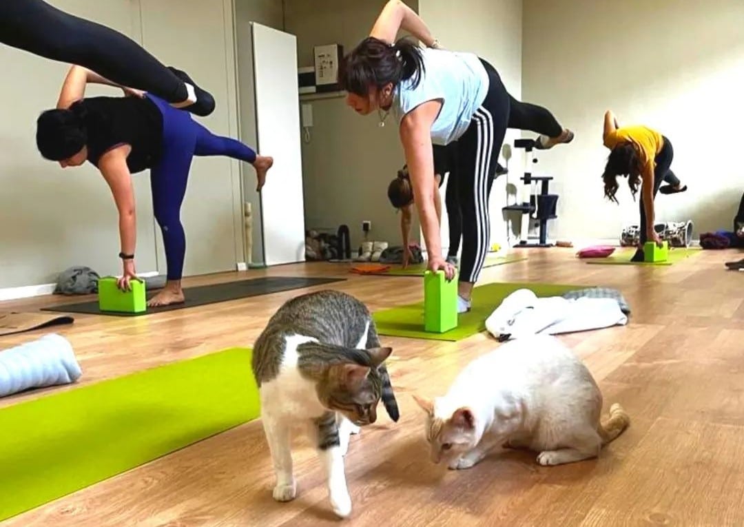 Milan's first center where you can practice yoga with cats