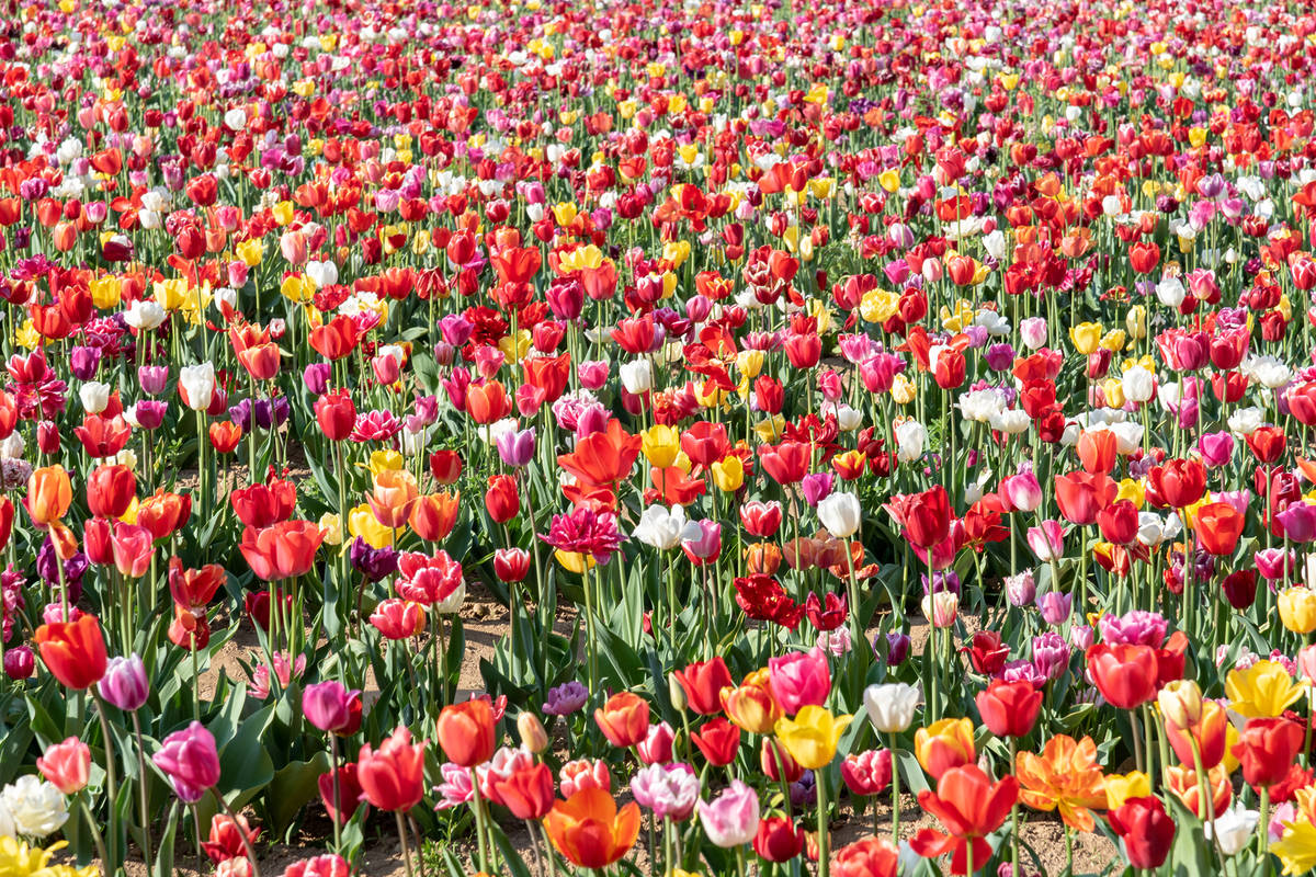 Here's when the wonderful tulip field near Milan will reopen