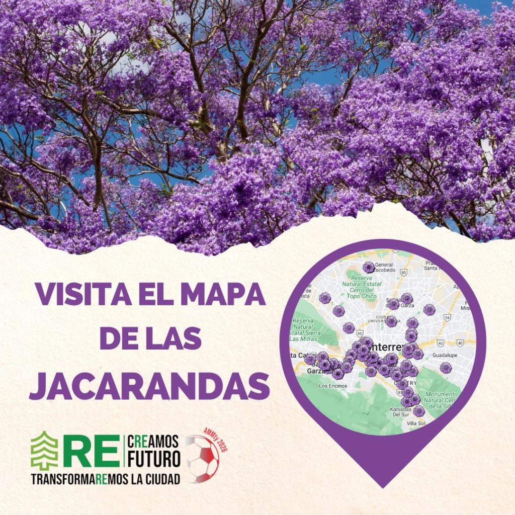 ¡Encuentra jacarandas en Monterrey con este mapa!