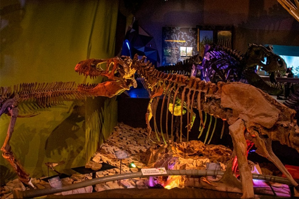For less than $300 pesos, you can see the new Mexican dinosaur very ...