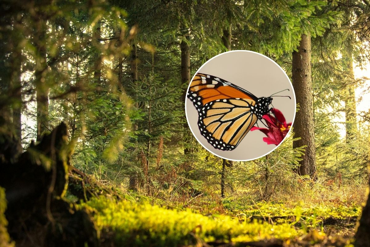 Fondo De La Mariposa Monarca 21 La Superficie Ocupada Por La Mariposa