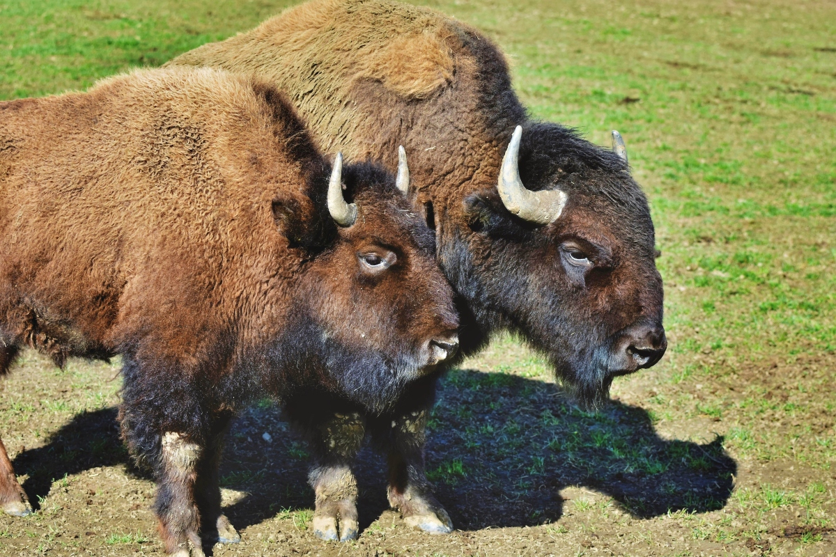 The American bison is reborn in Mexico after 200 years: 23 calves have ...