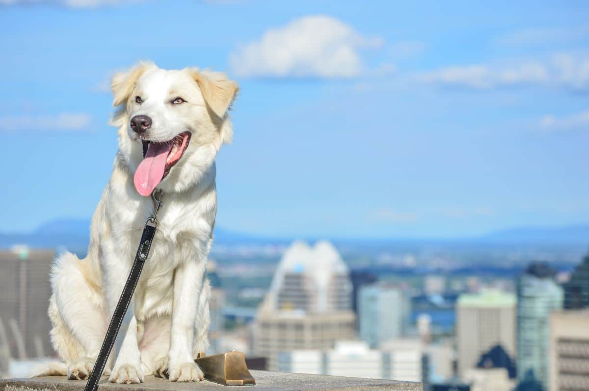 STM : Vous pourrez apporter votre chien dans le métro dès octobre