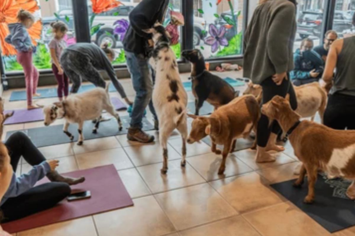 Biquette revient à Montréal et nous permet même de faire du yoga avec ...