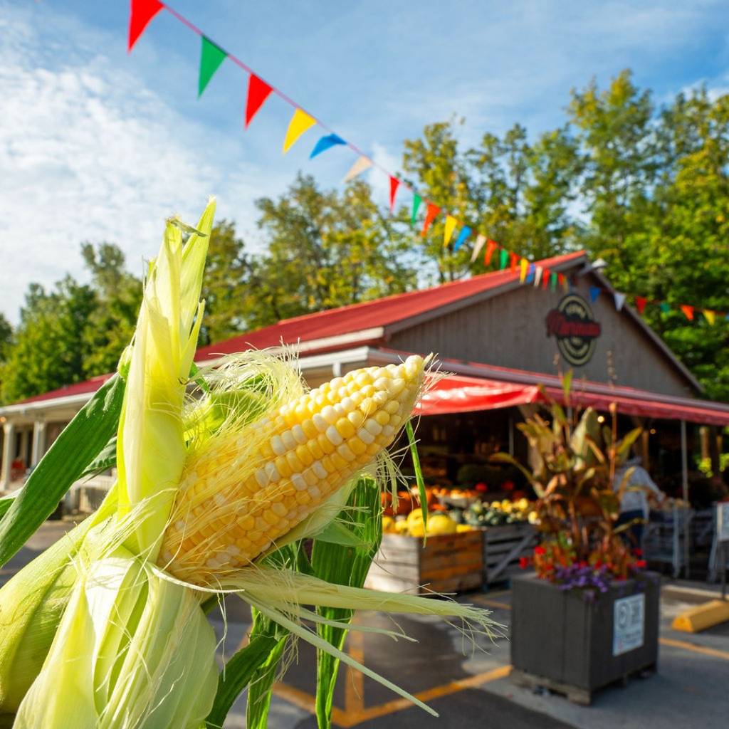 This farm 30 minutes from Montreal has one of the best corn mazes in ...