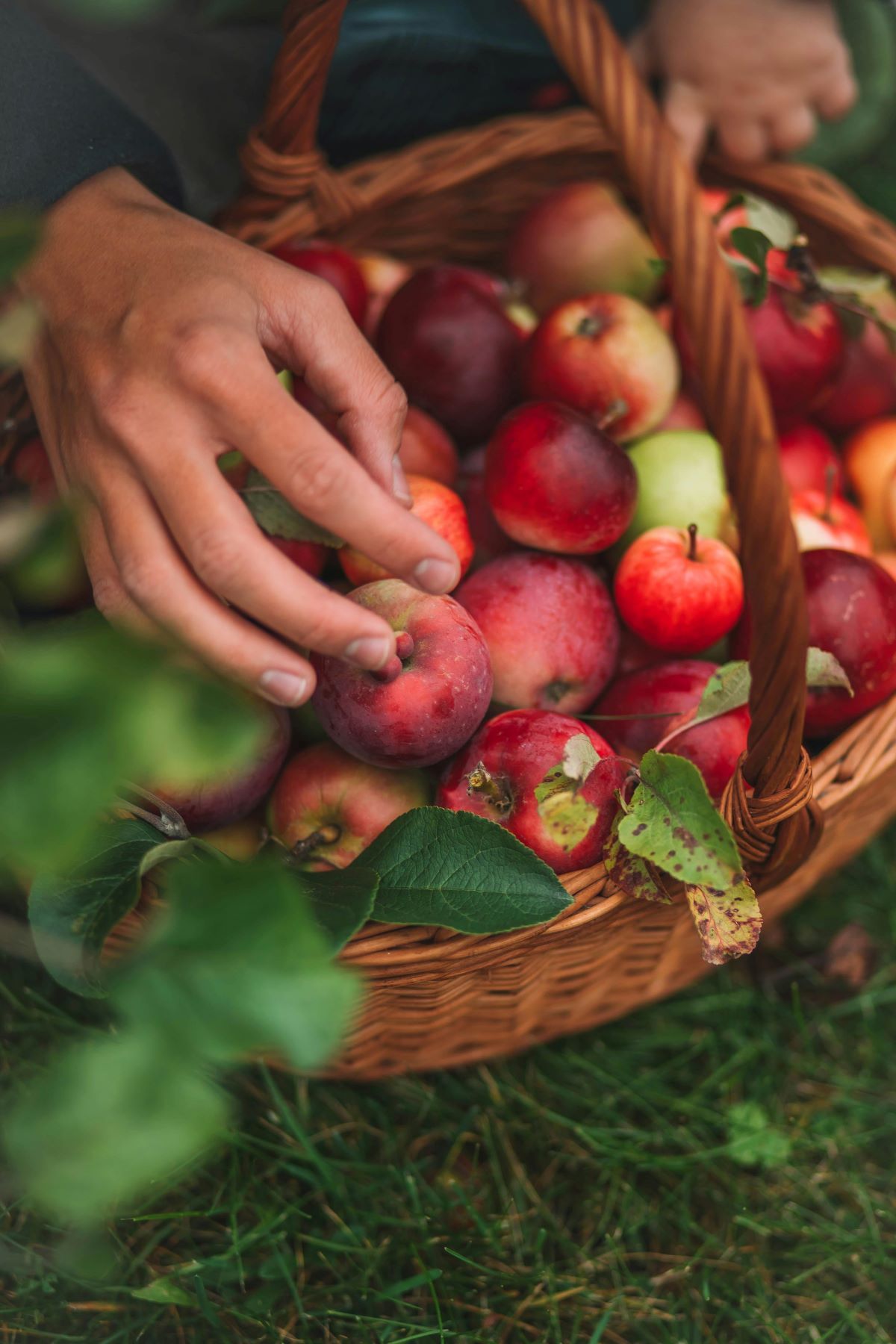 Saison des pommes à Montréal - où aller les cueillir proche de la ville?