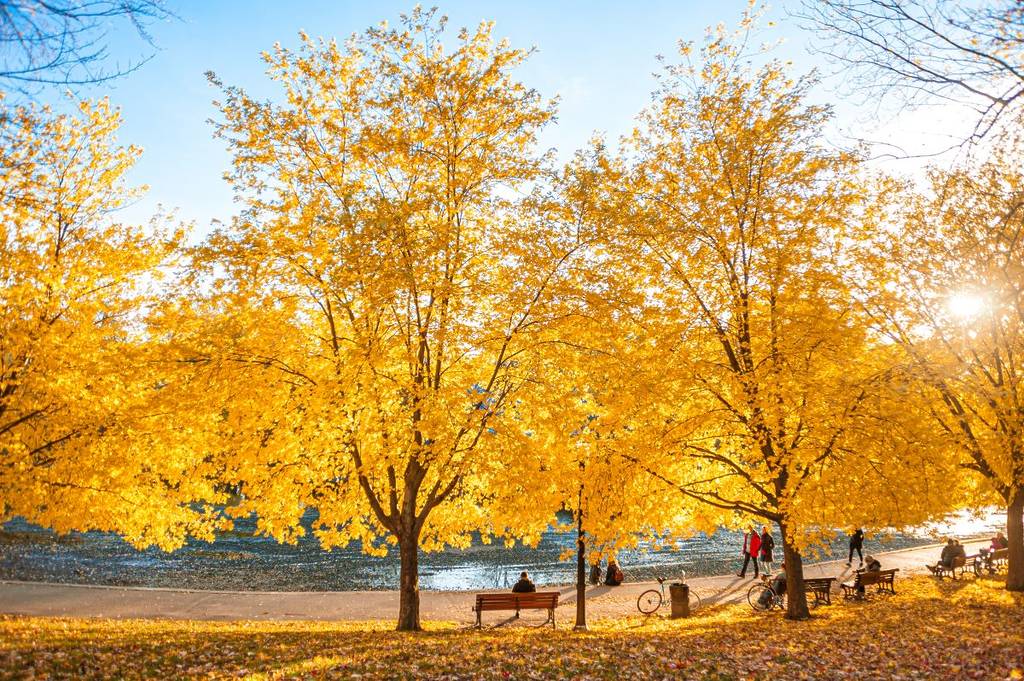 L'automne montréalais 2025 sera frais et humide- les prédictions météo ...