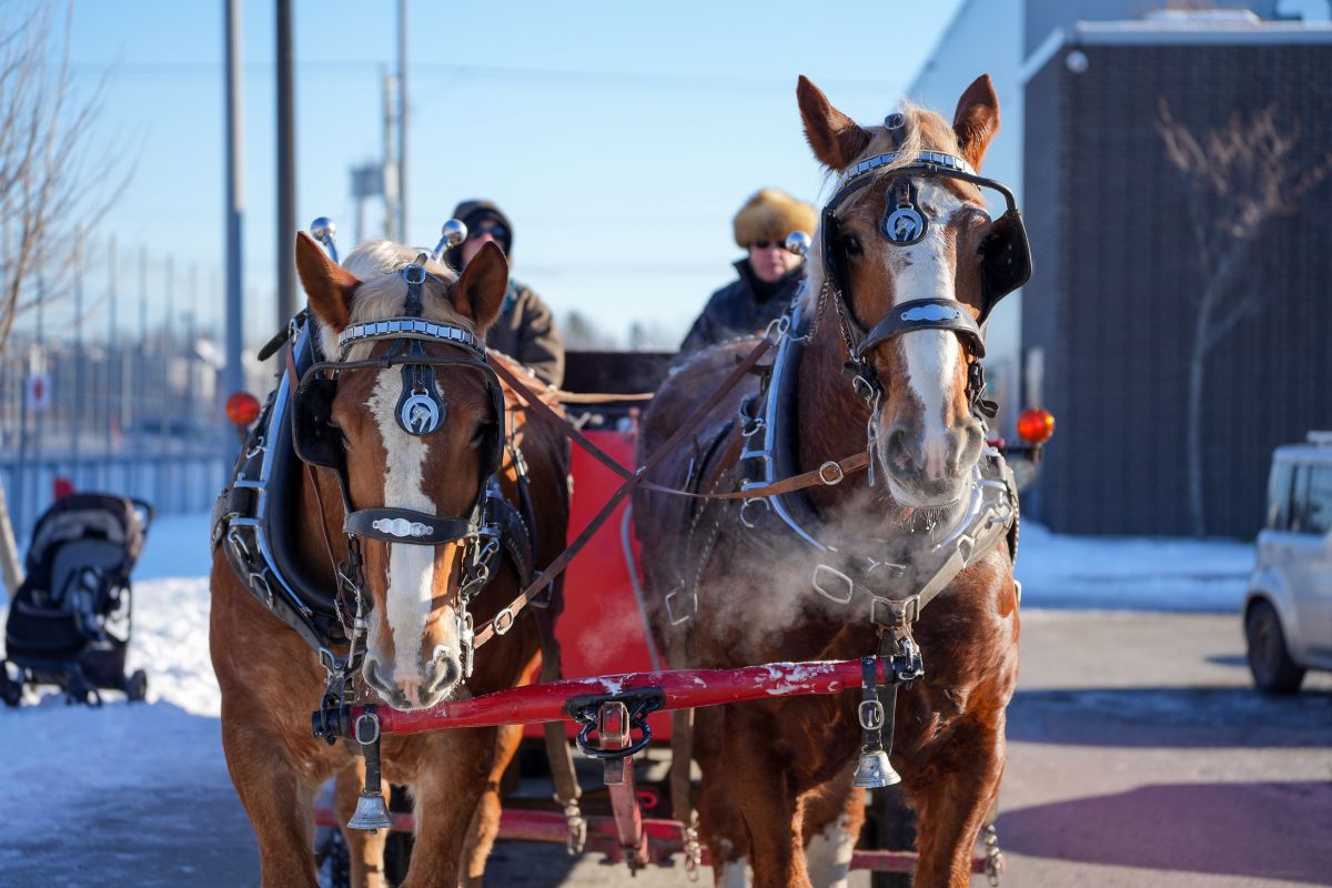 Un tour de carriole à chevaux au marché de noël de Mirabel