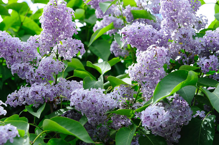 June Weather Forecast—Summer Is Slowly Arriving in Montreal