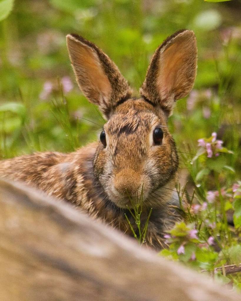 By metro from Montreal—a springtime stroll at the wildlife refuge