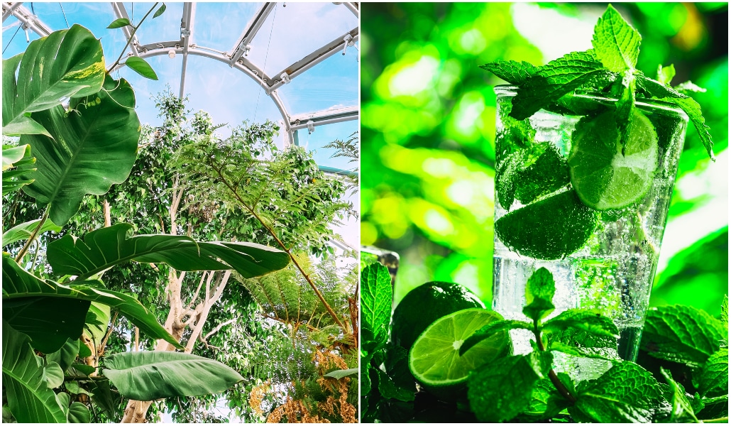 Naturya : la nouvelle bulle verte éphémère bientôt au coeur de Nice