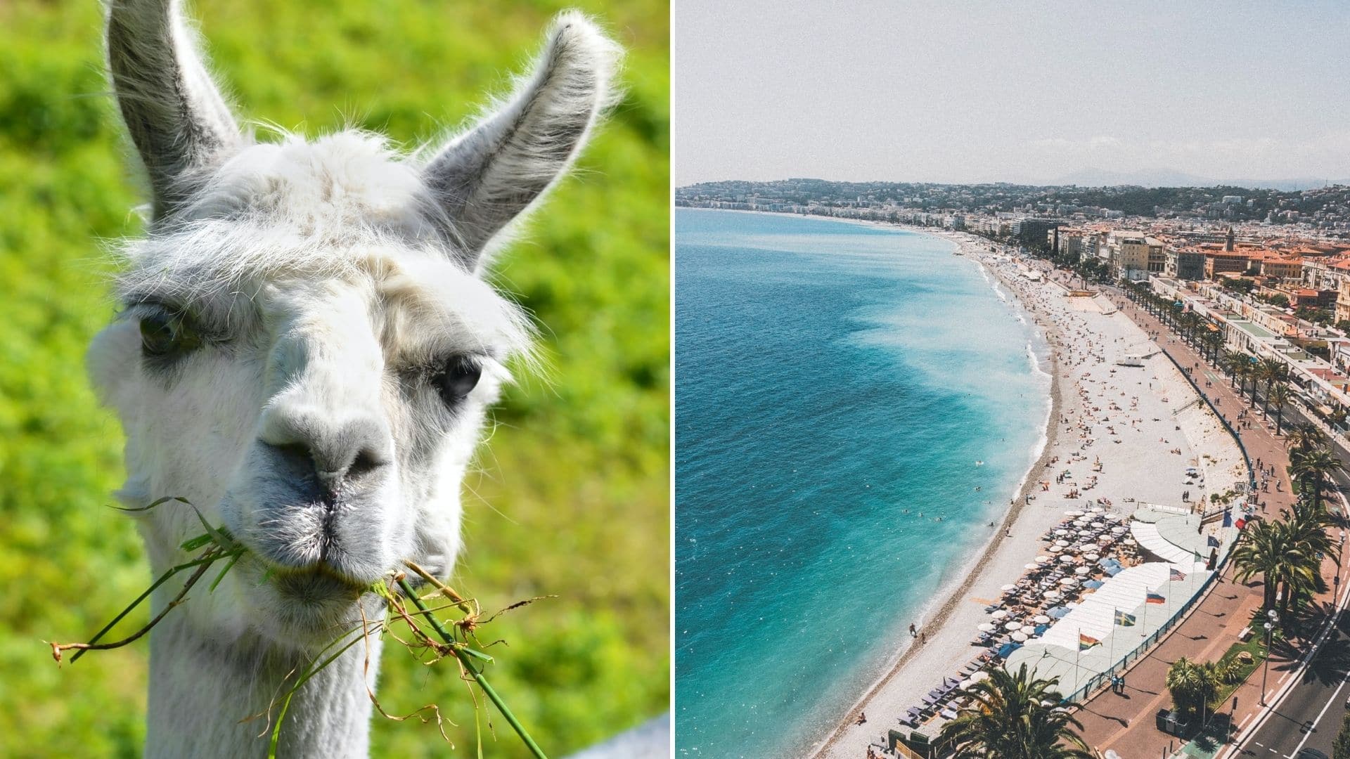 Furets, mangoustes, lamas : les images de la première marche des ...