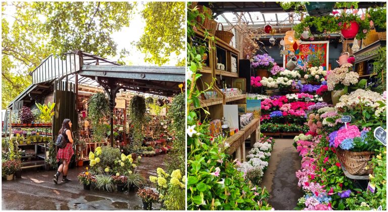 Paris Flower Markets: Discover Les Plus Beaux De La Capitale