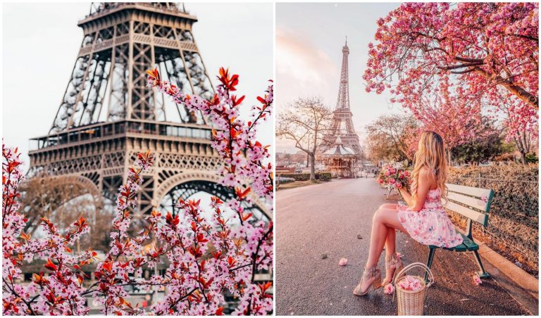 Spring: where to admire the most beautiful trees in bloom in Paris?