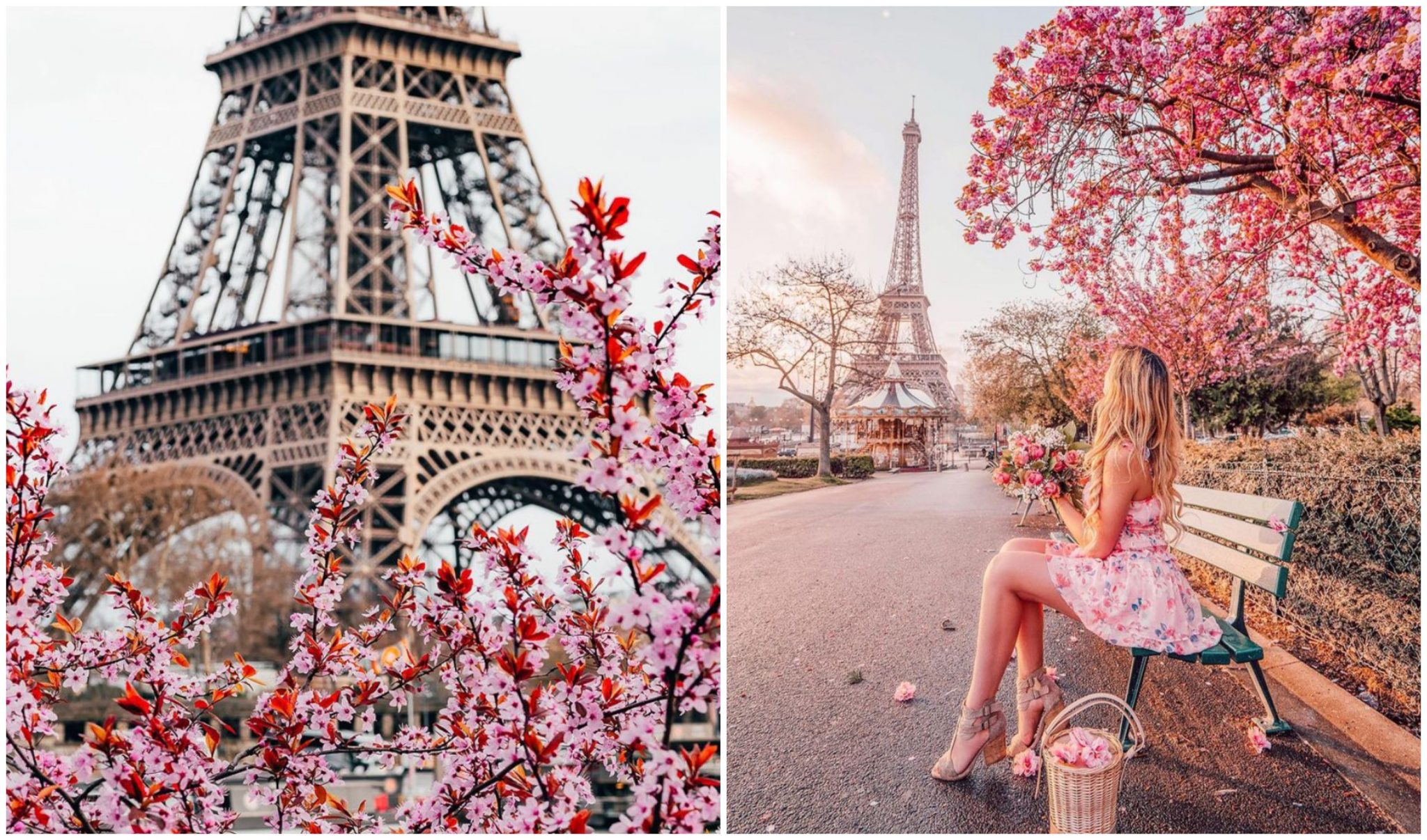 Spring: where to admire the most beautiful trees in bloom in Paris?