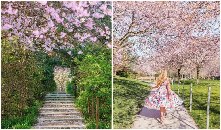 Spring: where to admire the most beautiful trees in bloom in Paris?