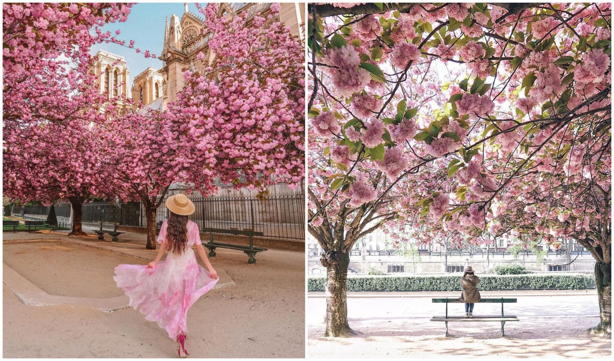 Spring: where to admire the most beautiful trees in bloom in Paris?