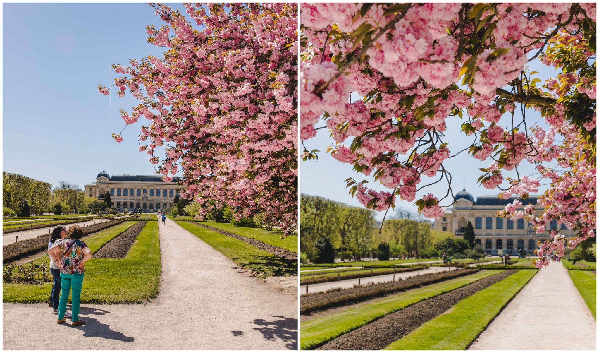 Spring: where to admire the most beautiful trees in bloom in Paris?