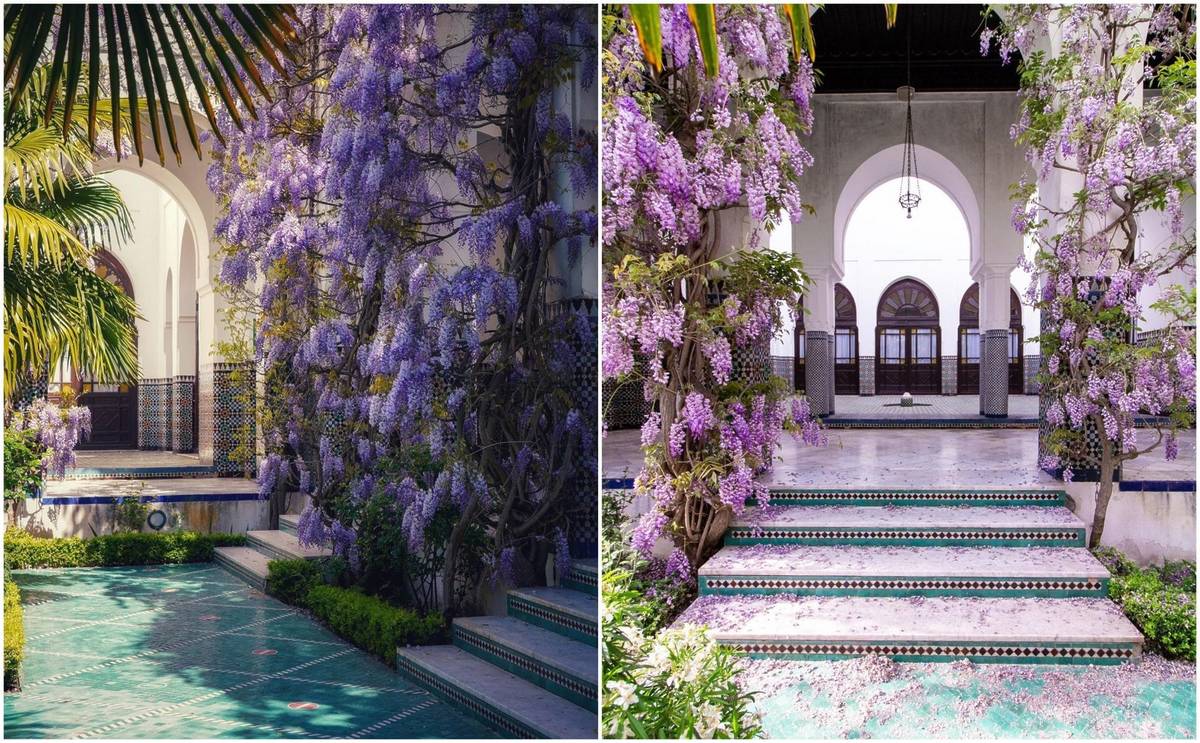 Spring: where to admire the most beautiful trees in bloom in Paris?