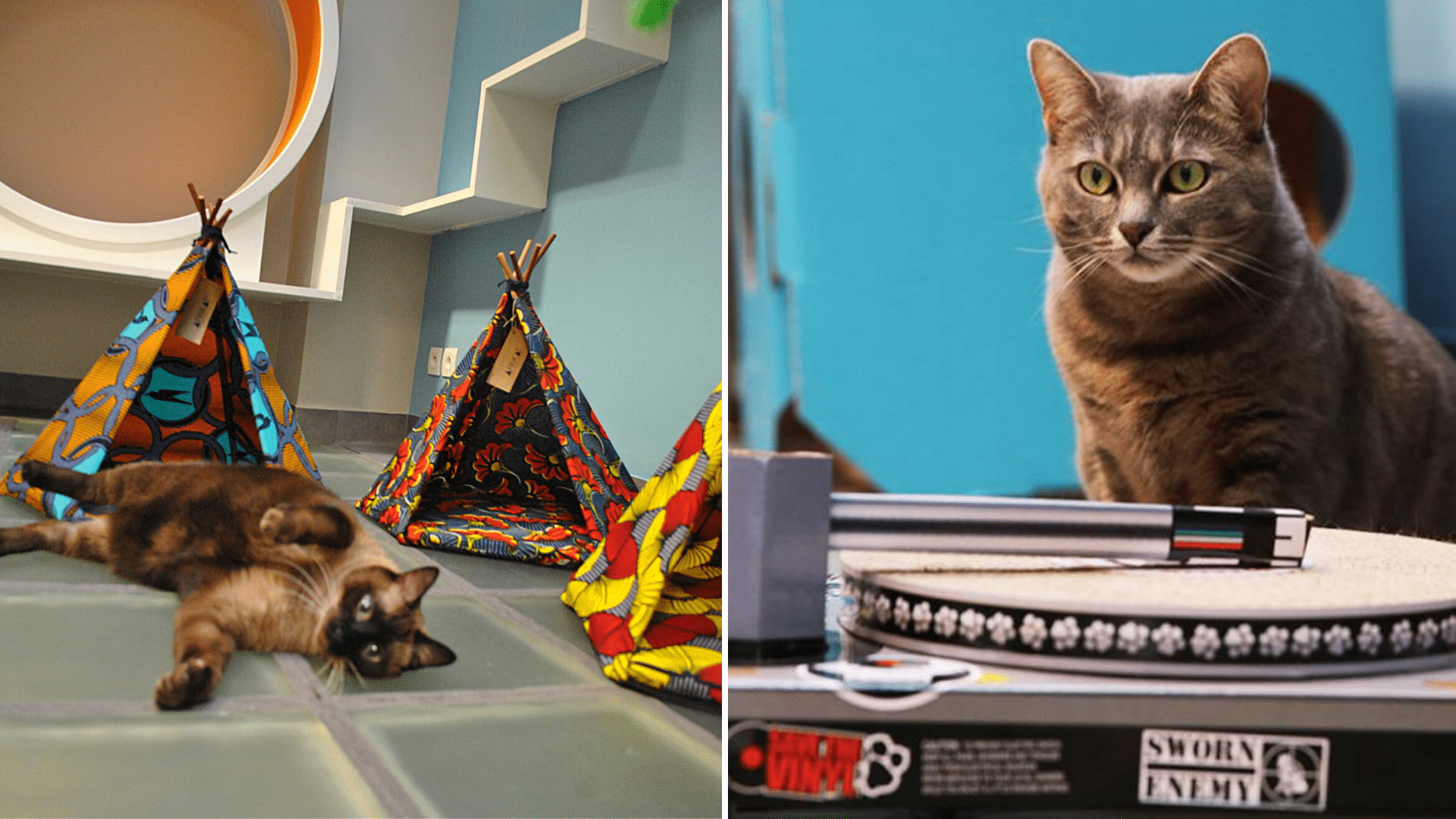 Insolite : à Paris, il existe un extraordinaire Hôtel pour les chats