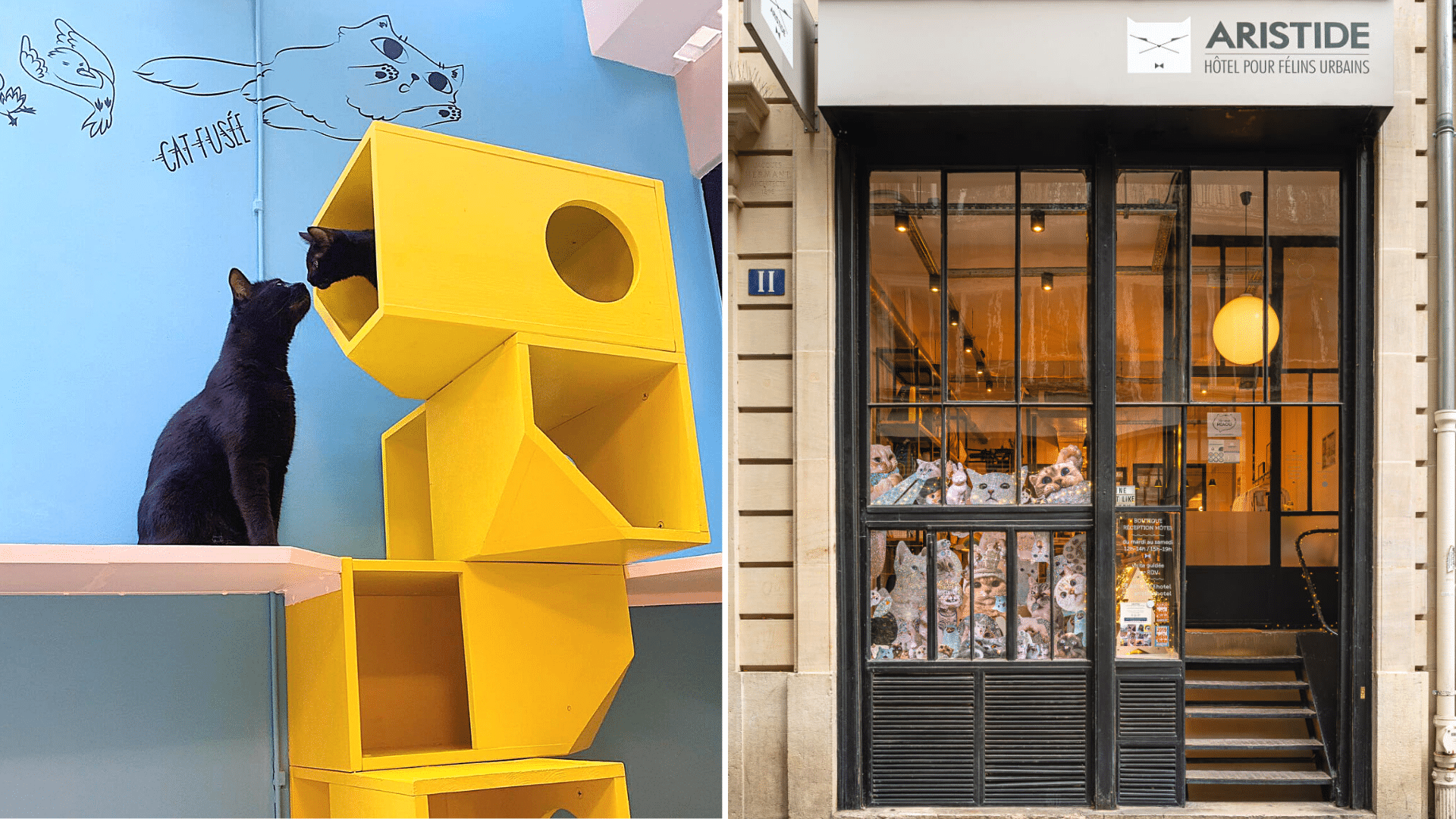 Insolite : à Paris, il existe un extraordinaire Hôtel pour les chats