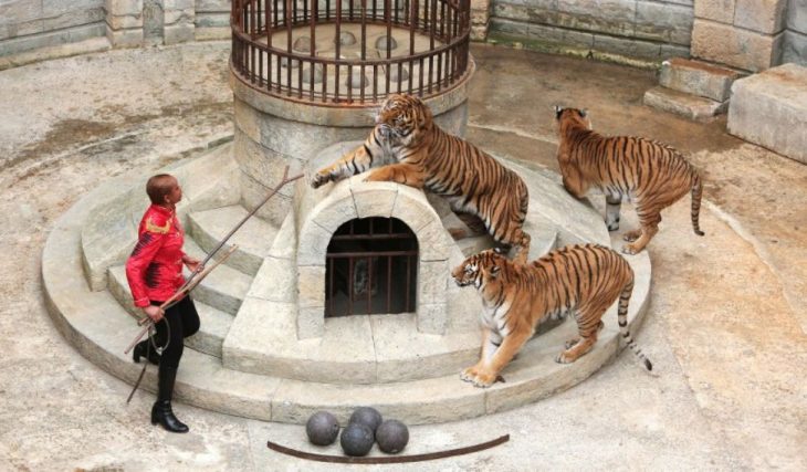 C'est officiel : les tigres vont disparaitre du jeu Fort Boyard dès cet ...