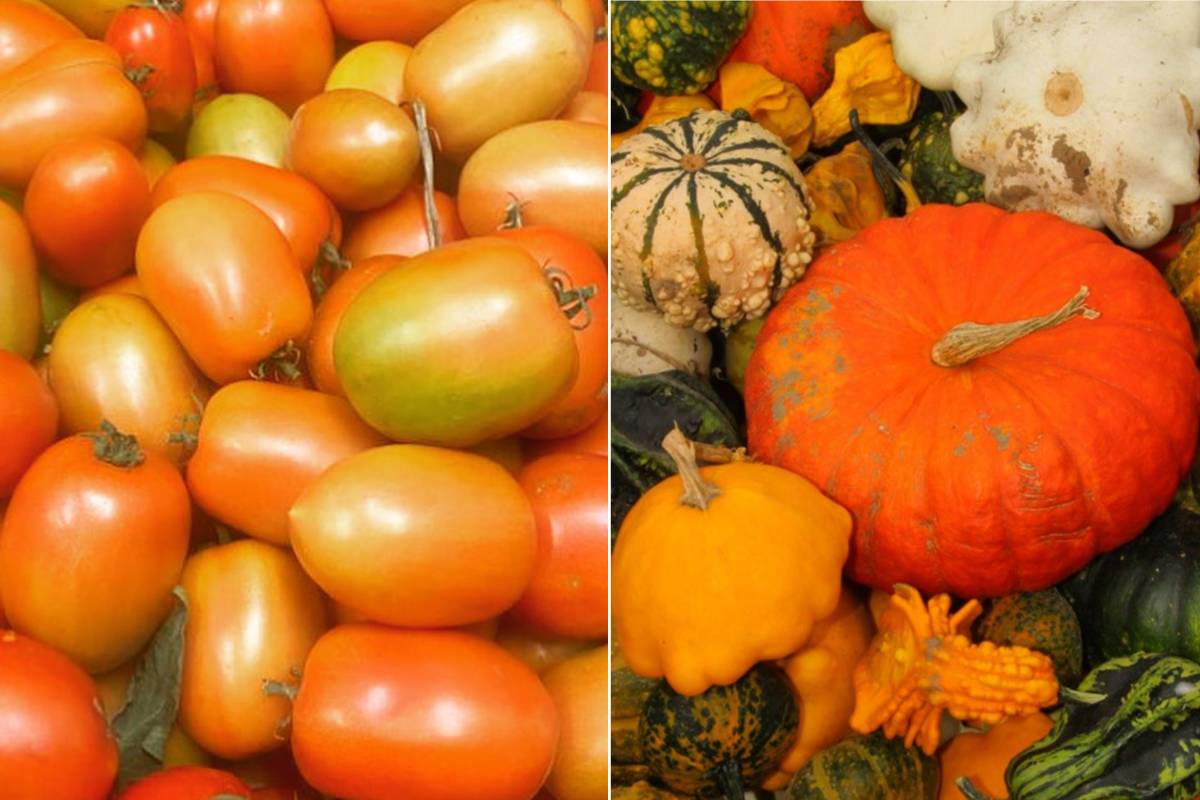 Where Can You Pick Your Fruit And Vegetables around Paris