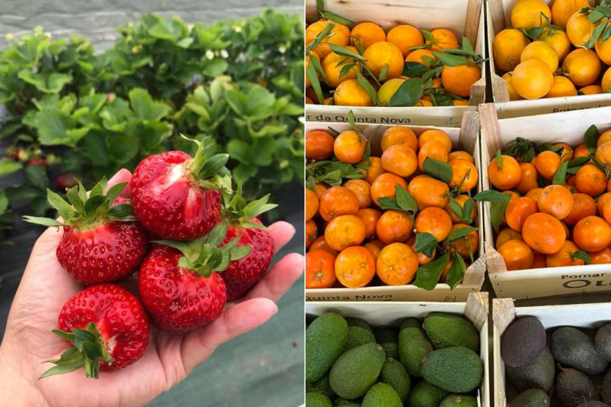 Where Can You Pick Your Fruit And Vegetables around Paris