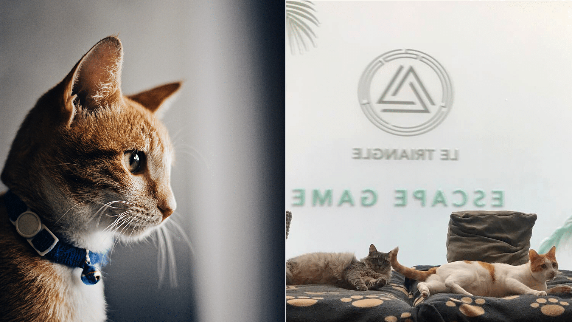 Insolite : un escape game avec des chats à adopter à Paris