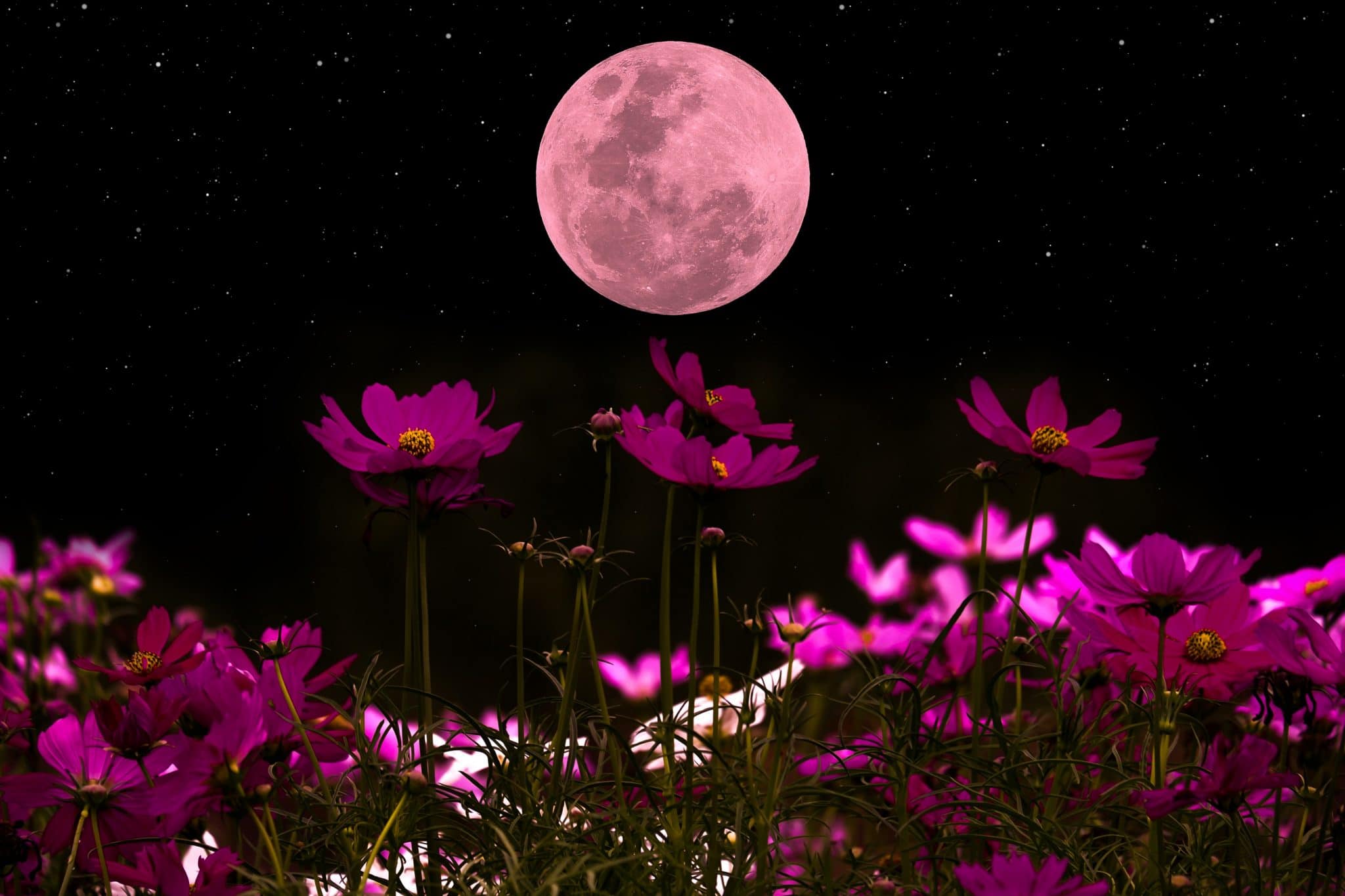 An incredible pink full moon will light up the sky this Thursday ...