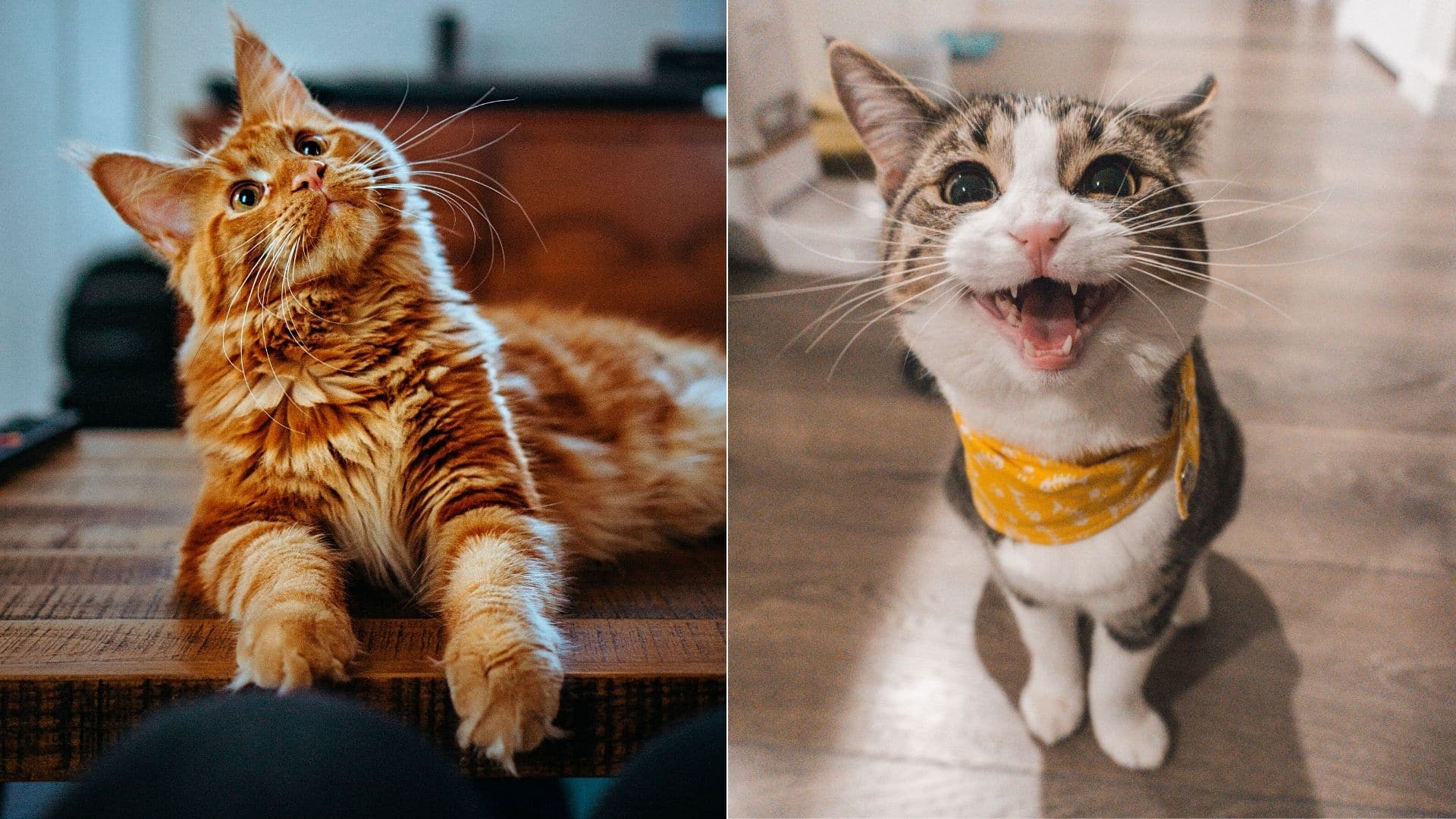 “Yes We Cat” : ce week-end, élisez le plus beau chat de Paris