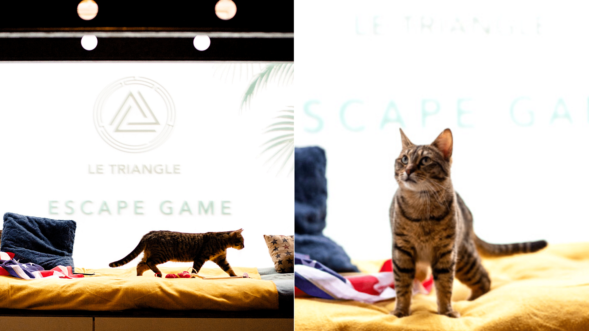 Insolite : un escape game avec des chats à adopter à Paris