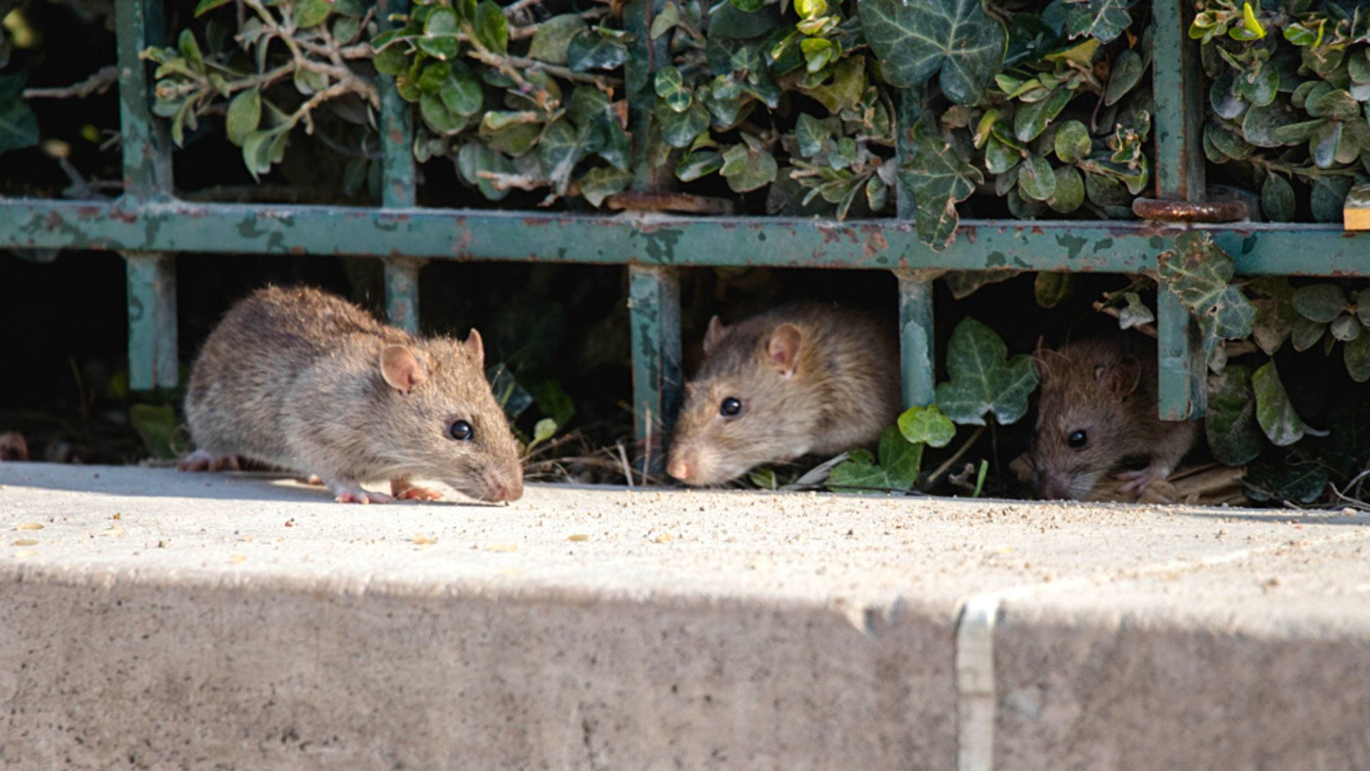 Paris parmi les 5 villes du monde où l'on compte le plus de rats